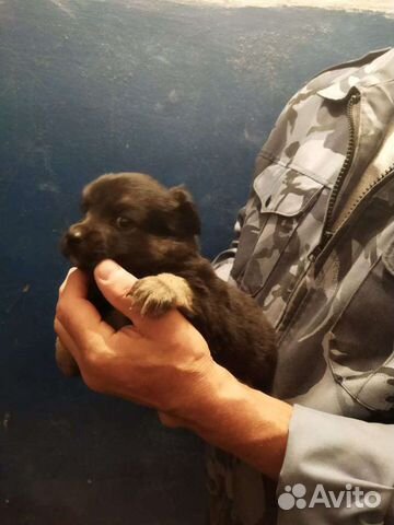 Собаки бесплатно