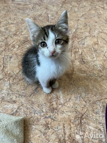 Котёнок, 1.5 месяца мальчик Твикс