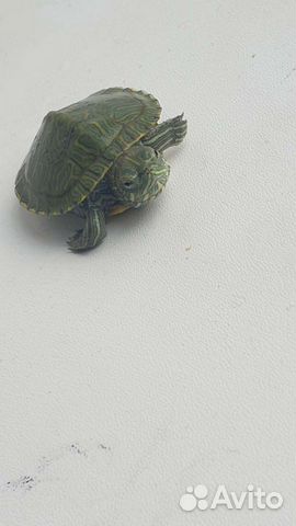 Красноухая черепаха