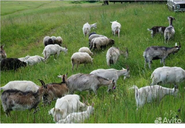 Козы молочной породы