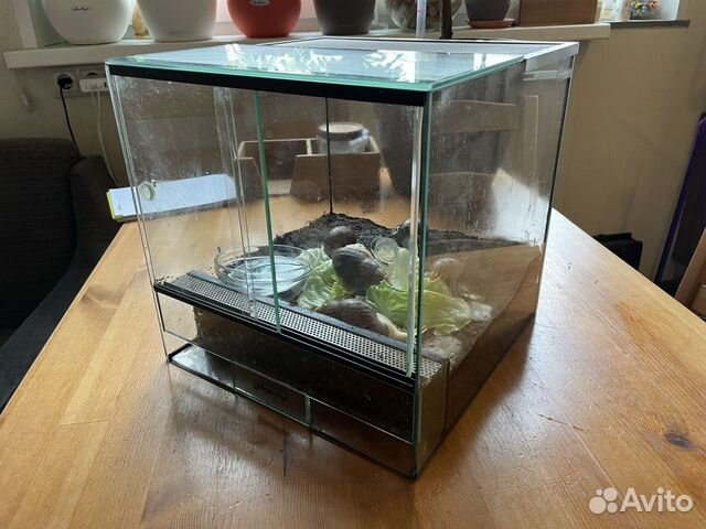 Улитки ахатины и террариум AquaPlus