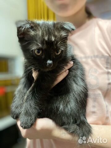 Котенок