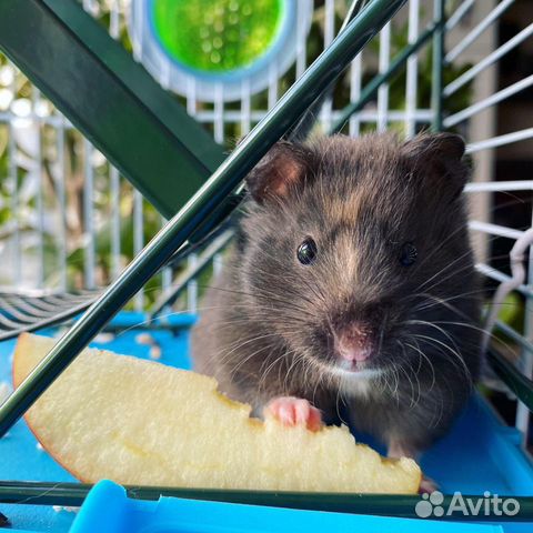 Сибирский хомяк