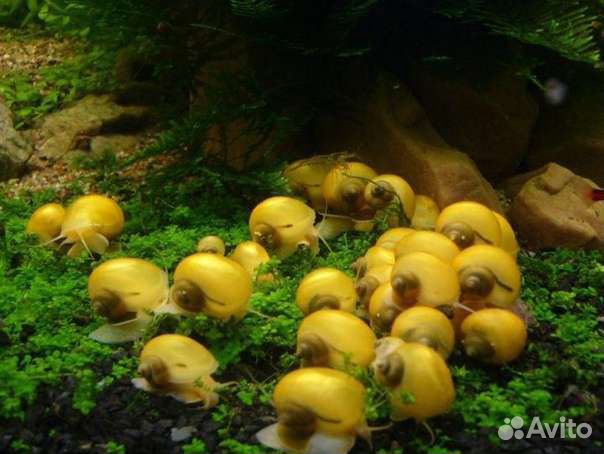 Молодые ампулярии