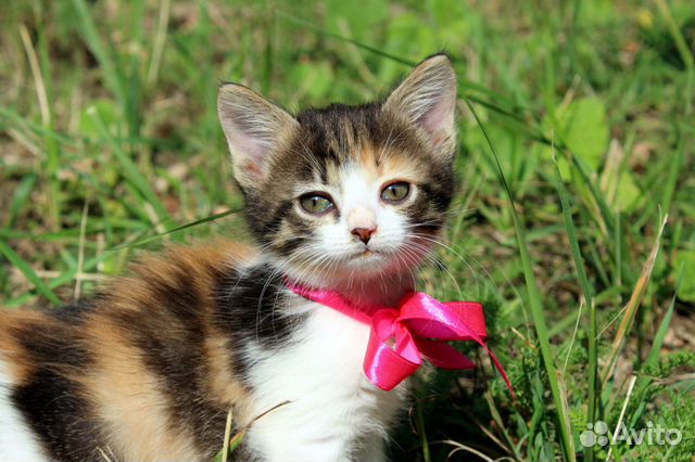 Котёнок в добрые руки, девочка