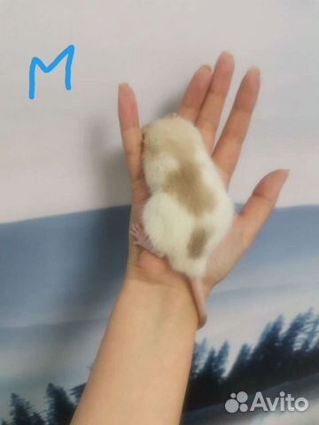 Красята дамбо