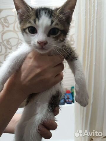 Кошки