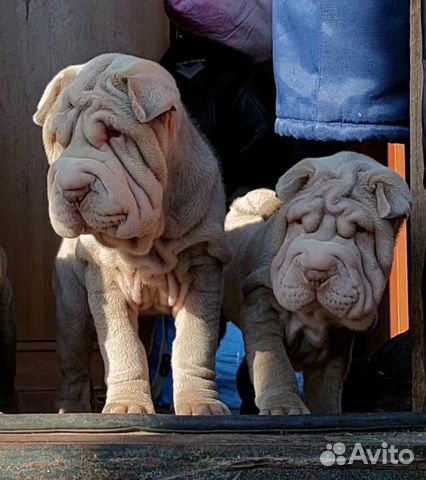 Шарпей Лилуша