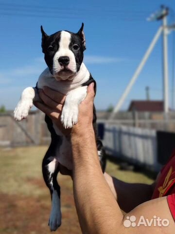 Продается очень красивая девочка (питомник)