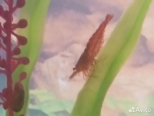 Креветки chery