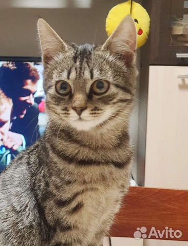 Харизматичный и полосатый