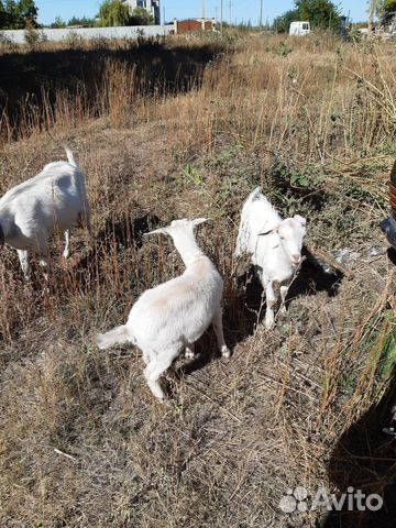 Коза дойная молочная