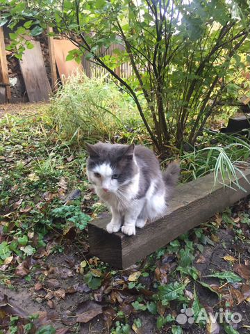 Ласковый котик любящим хозяевам