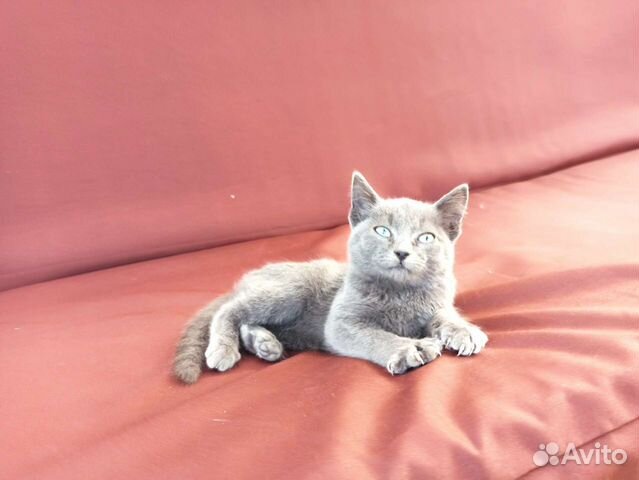 Котик в дар