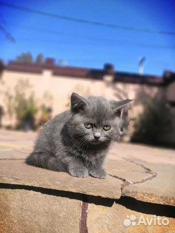 Шотландский котенок скоттиш страйт