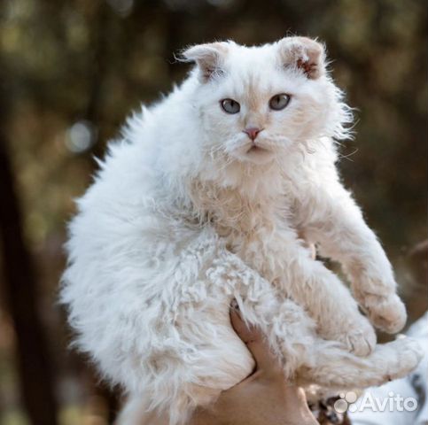 Кучерявый котик Лаперм кошку ищет для вязки