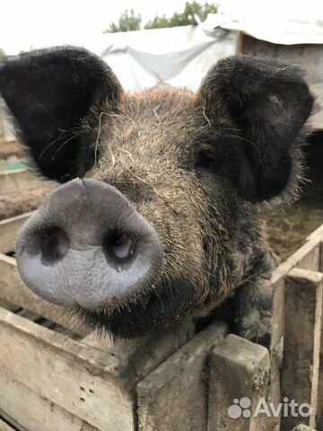 Поросёнок породы Венгерская мангалица