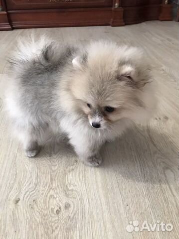 Померанский шпиц мини