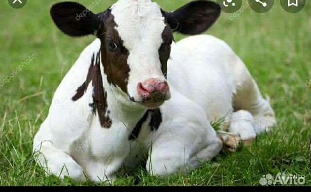 Бычки на продажу