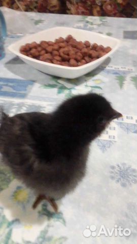 Трехнедельный цыпленок,курочка