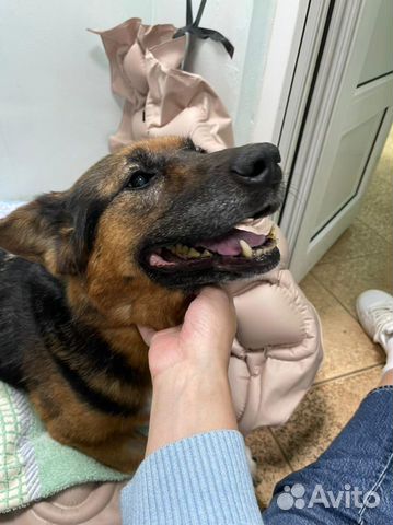 Ищу передержку для собаки