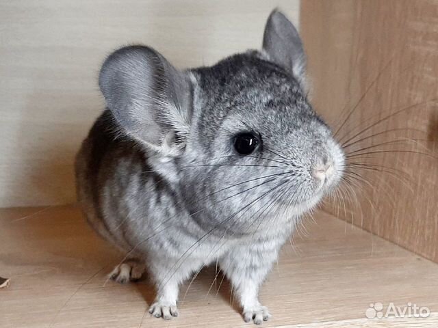 Шиншилла эбони носитель ангоры и фиолета