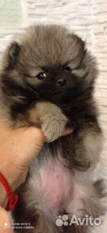 Померанский шпиц волчьего окраса