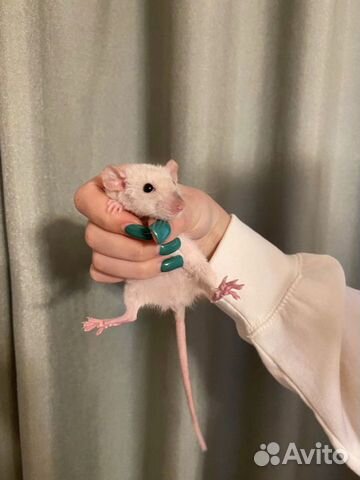 Сиамская крыса из питомника