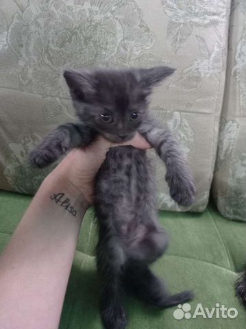 Кошка