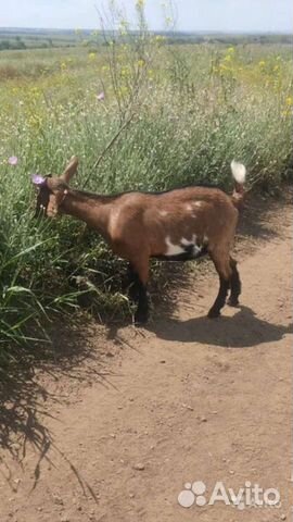 Камерунские козочки