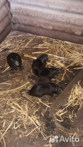 Нутрии мясо и живой вес