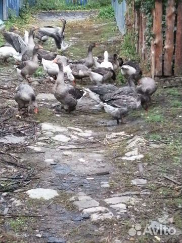 Продам гусей