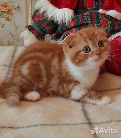 Маленький тигрёнок