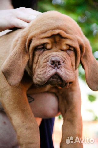 Мальчик бордоского дога в поиске дома