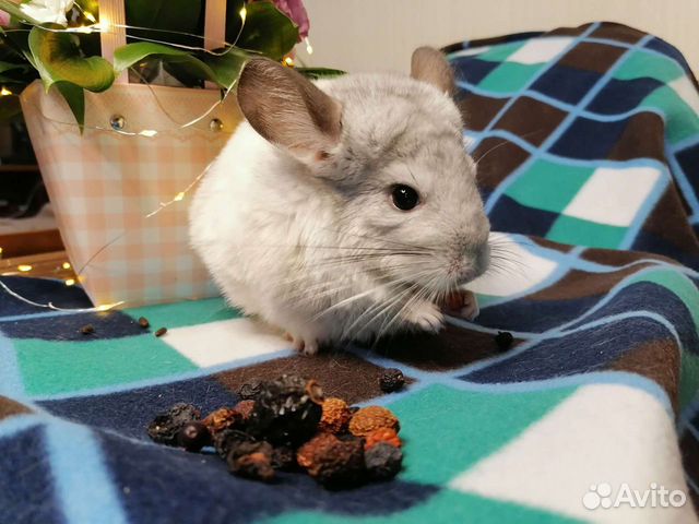 Шиншилла