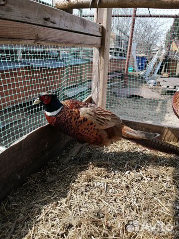 Фазан охотничий