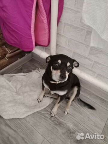 Русский той-терьер