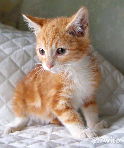 Котята мальчишки ищут дом