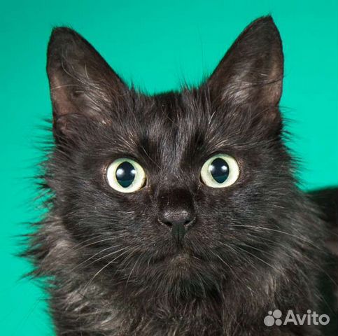 Шуша-домовуша Вас нашла