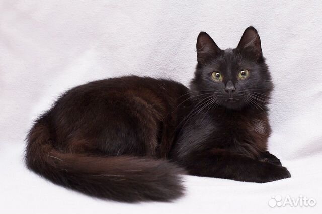 Котенок девочка 7 месяцев