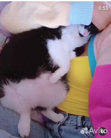 Пухляш ищет дом