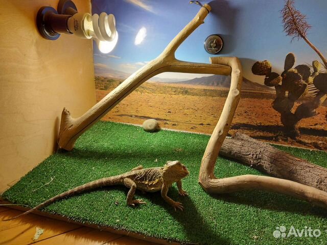 Бородатая агама