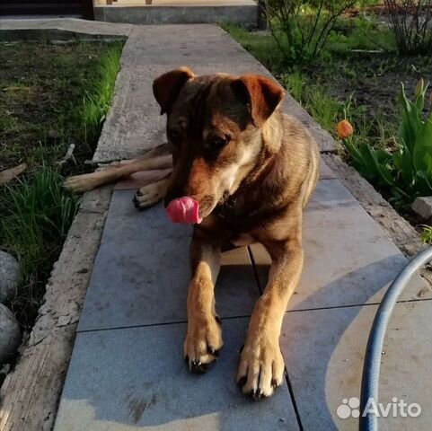 Собака в добрые руки