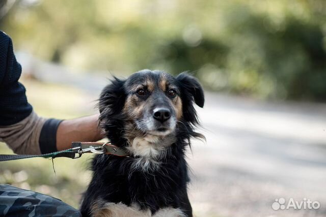 Собака ищет дом