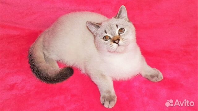 Бриташки-очаровашки