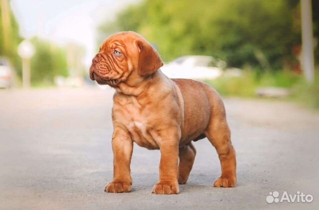 Девочка бордоского дога