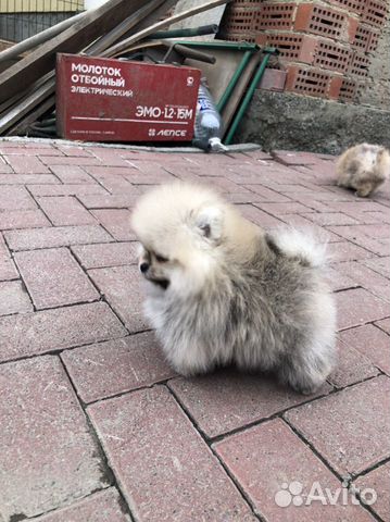 Шпиц Чупа Чупс