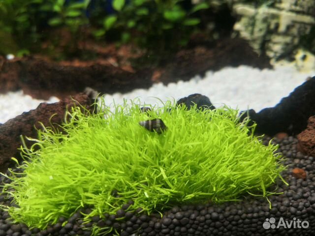 Улитка хелена