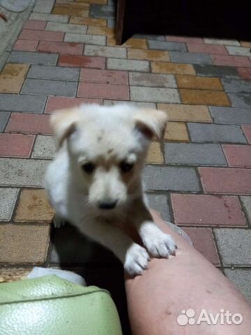 Собочка девочка