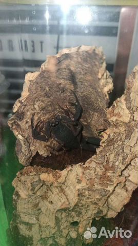 Скорпион Centruroides Gracilis